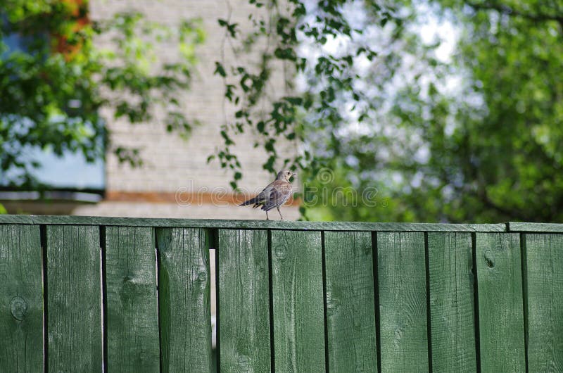 Thrush Fieldfare Sits on a Green Wooden Fence Stock Photo - Image of ... Thrush Fieldfare Sits on a Green Wooden Fence Stock Photo - Image of ...