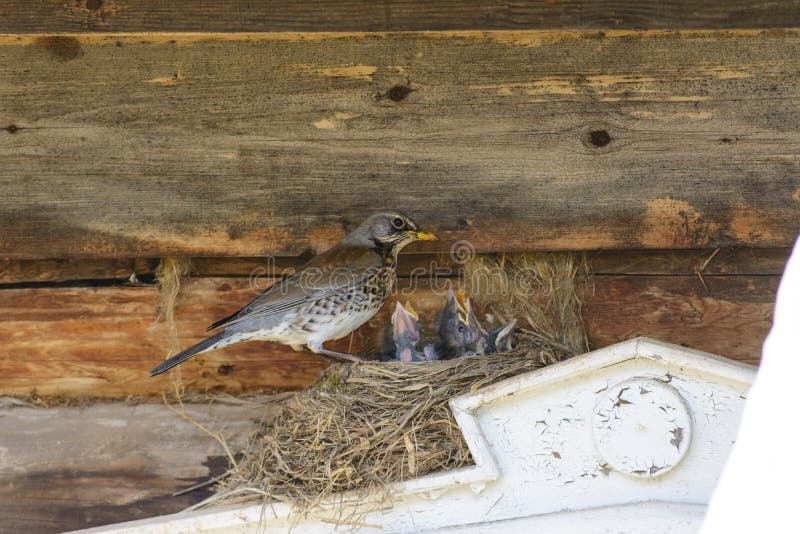 Thrush on nest stock image. Image of mouth, bird, five - 110205727