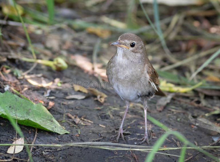 Thrush Nightingale, Luscinia Luscinia. the Bird is on the Ground Stock ...
