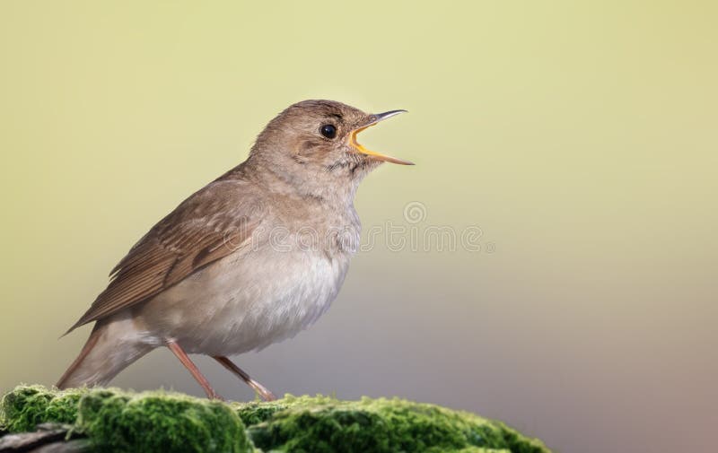 Thrush Nightingale, Luscinia Luscinia. a Bird Sings on an Old Log ...