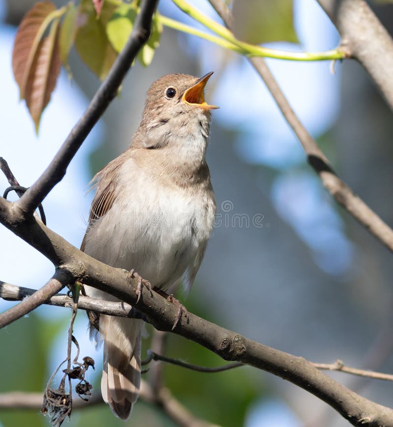Thrush Nightingale, Luscinia Luscinia. a Bird Sings Sitting on a Branch ...