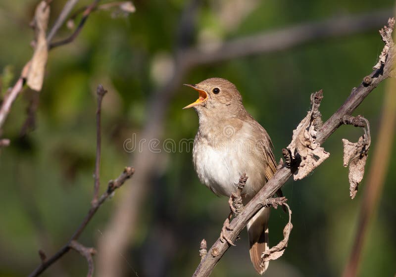 Thrush Nightingale, Luscinia Luscinia. a Bird Sings Sitting on a Branch ...