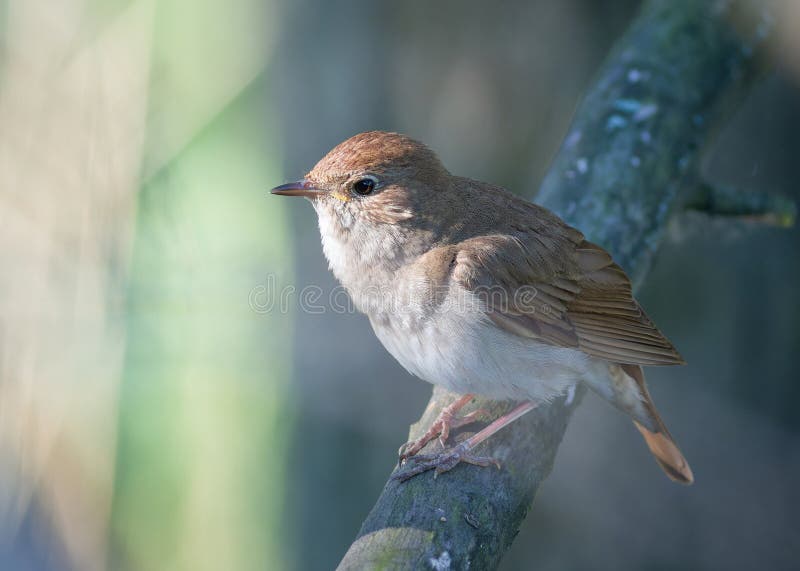 Thrush Nightingale, Luscinia Luscinia. a Bird Sits on a Branch Stock ...