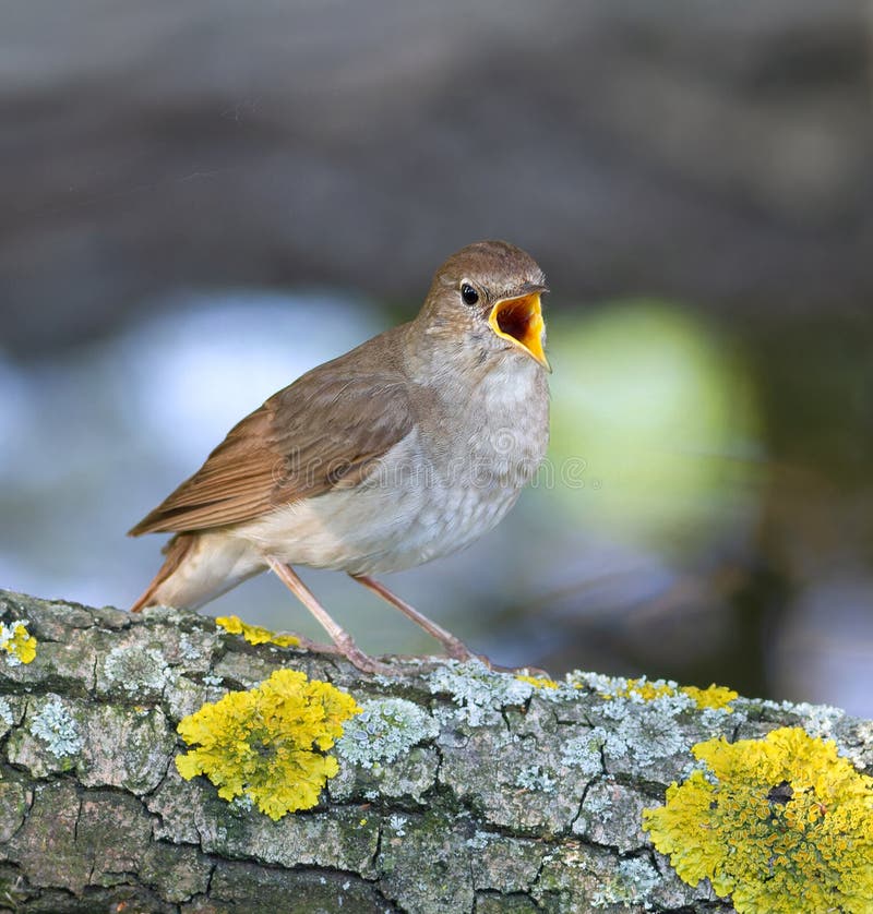 Thrush Nightingale, Luscinia Luscinia. a Bird Sits on a Fallen Tree and ...