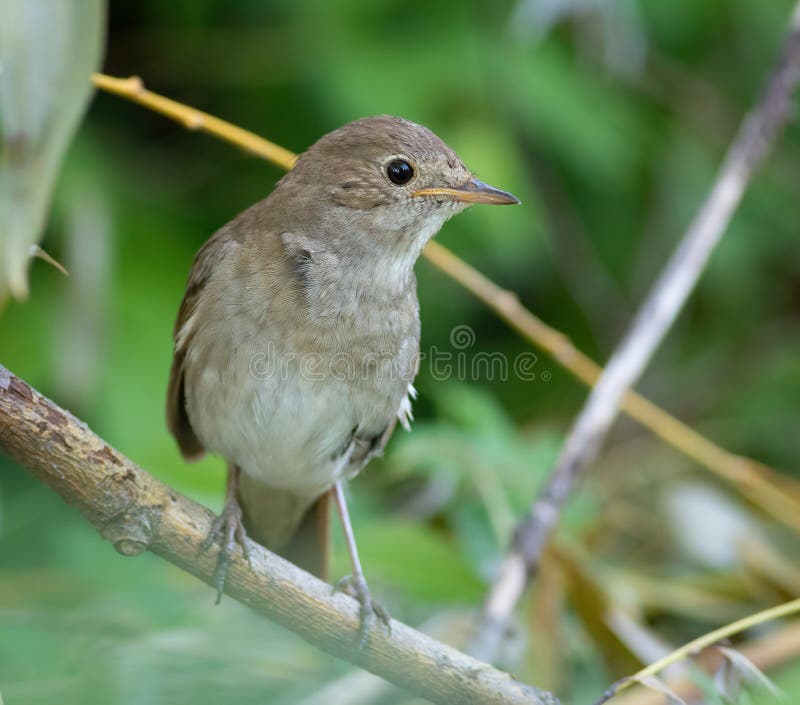 Thrush Nightingale, Luscinia Luscinia. a Bird Sits on a Tree Branch ...