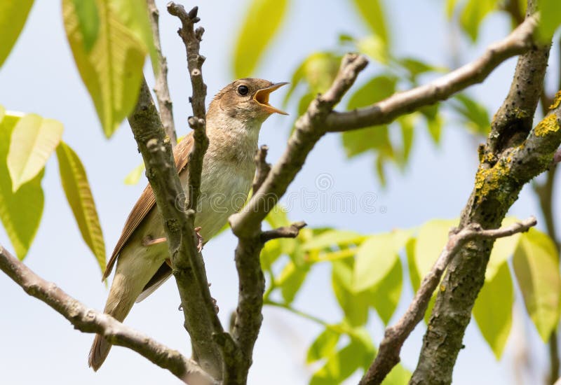 Thrush Nightingale, Luscinia Luscinia. a Singing Bird Sits on a Tree ...
