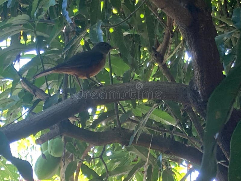 Thrush Perched on a Mango Tree, Morning Scene. Stock Photo - Image of ...