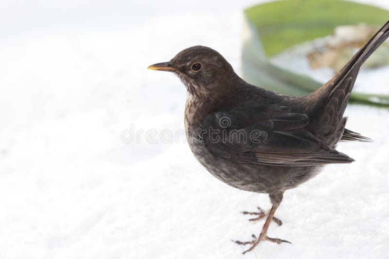 Thrush Portrait on Snow Close Up Stock Image - Image of closeup, poses ...