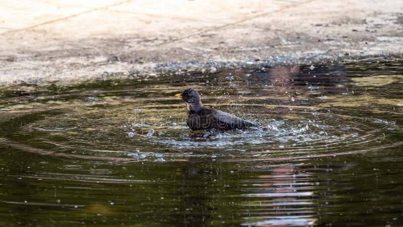 Thrush Takes a Bath in a Puddle Stock Photo - Image of germany, feather ...