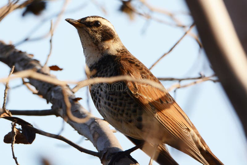 Thrush stock image. Image of beak, park, grass, outdoor - 141833867