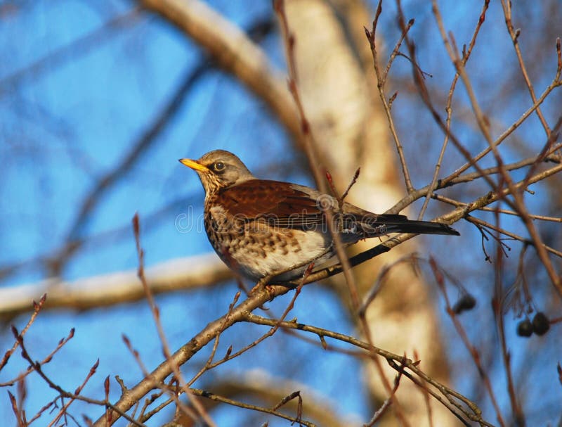 Thrush in tree stock image. Image of passerine, wood - 134803533