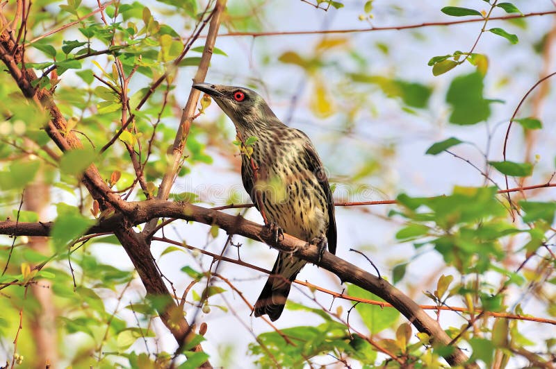 Thrush on Tree Branch (Turdus Obscurus) Stock Image - Image of species ...