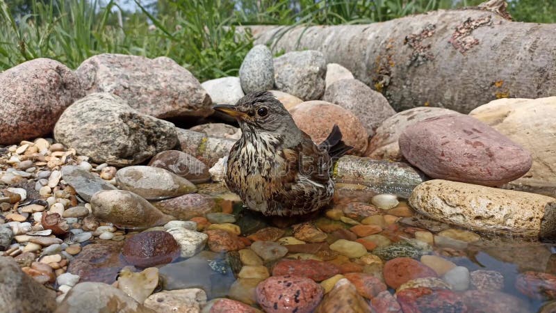 Thrush . a Young Bird is Bathing on a Forest Pond. Stock Footage ...