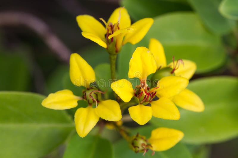 224 Galphimia Thryallis Stock Photos - Free & Royalty-Free Stock Photos ...