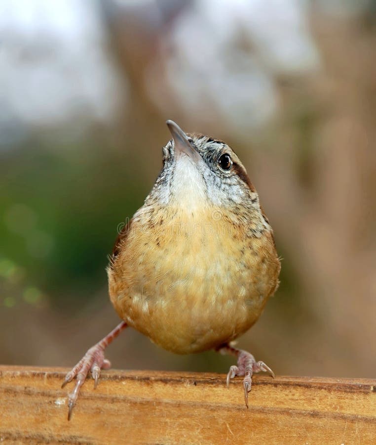 Thryothorus Ludovicianus Del Wren De Carolina Imagen de archivo ...