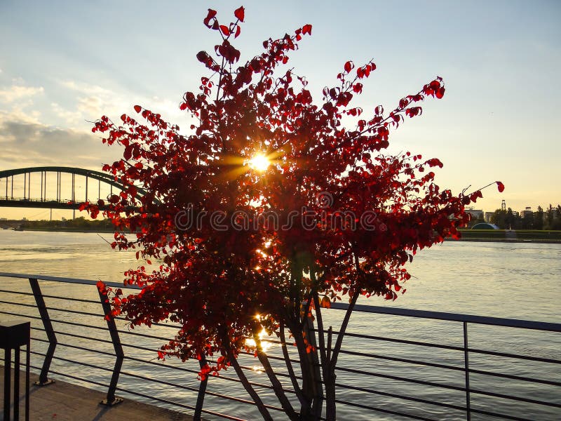 Thu Sun Breaks through the Red Leaves in the Fall Stock Image - Image ...