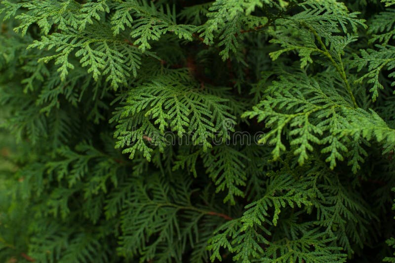 111 Arar Stock Photos - Free & Royalty-Free Stock Photos from Dreamstime