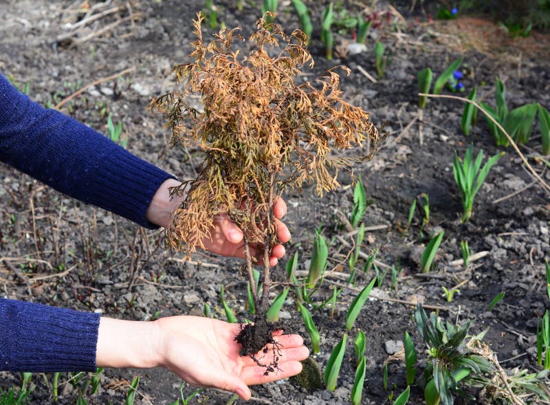 Arborvitae, Thuja Care, and Disease Treatment. Evergreen Arborvitae ...