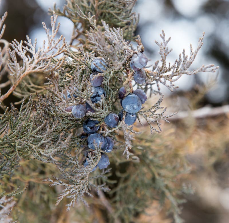 Thuja Orientalis Fruit stock photo. Image of fruit, cypress - 53728646
