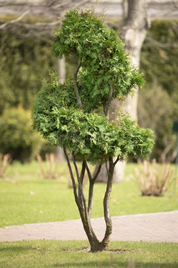 Thuja Bonsai in the Park Area on the Green Grass. Stock Image - Image ...