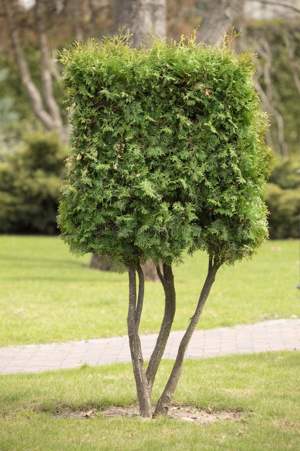 Thuja Bonsai in the Park Area on the Green Grass. Stock Image - Image ...