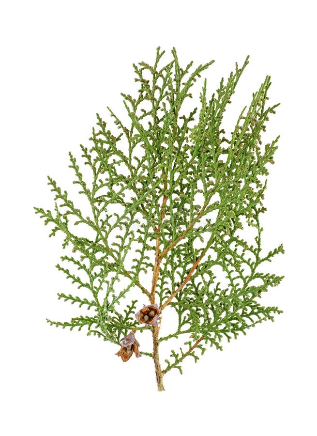 Thuja Branch with Cones Isolated on White Background. Green Arborvitae ...