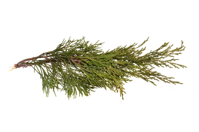 Thuja Branch Isolated on White Background Stock Image - Image of ...