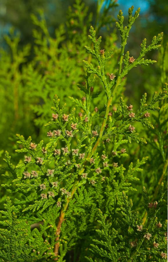 Thuja branch stock image. Image of nature, leaf, branch - 43617203
