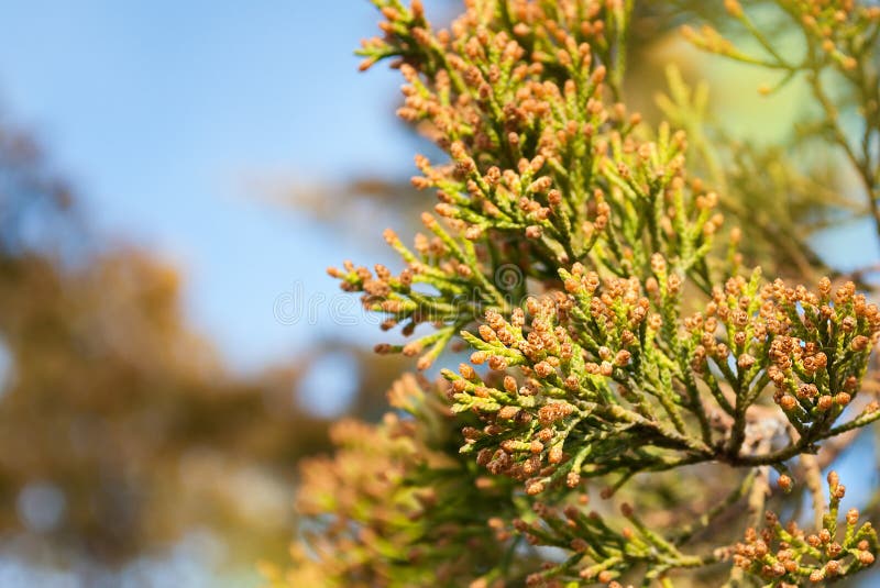 Thuja branch stock image. Image of garden, plant, closeup - 43617211