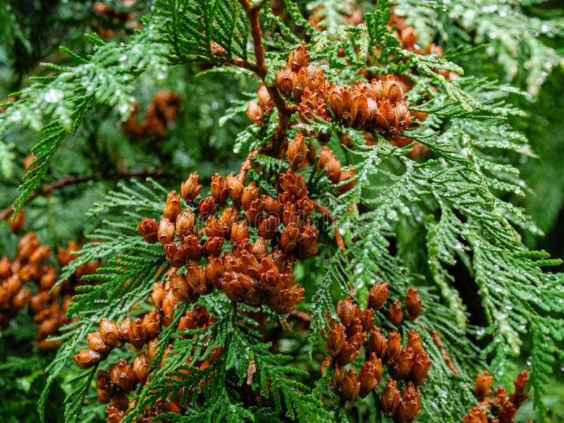 Thuja Branch with Small Brown Cones on Green Sprigs Stock Image - Image ...