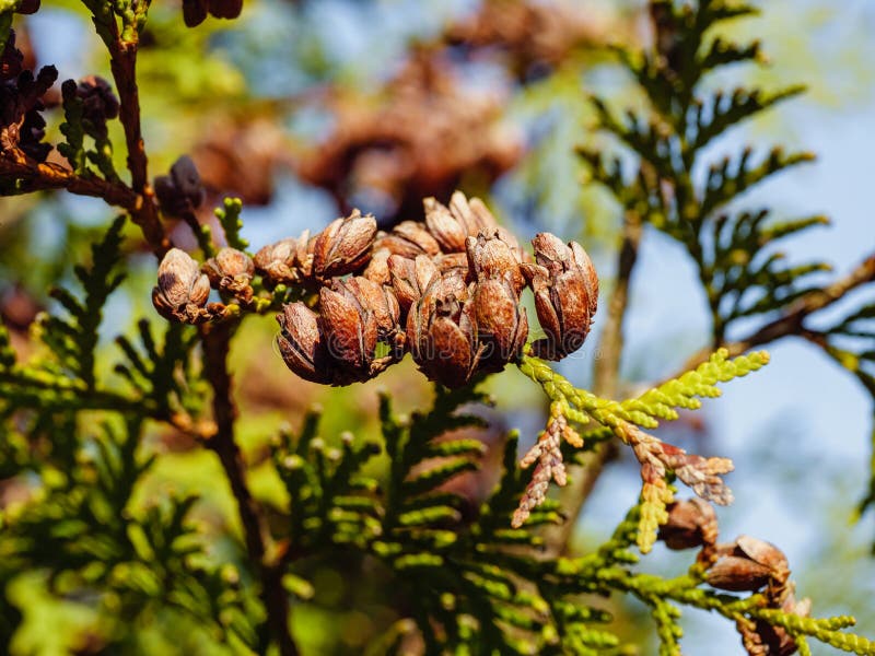 A Thuja Branch with Small Cones in Close-up Stock Photo - Image of ...