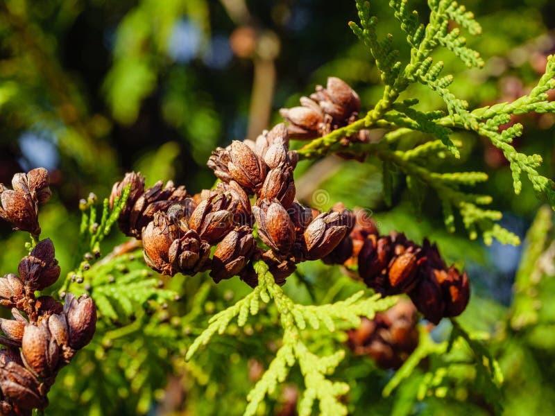 Thuja Branch with Small Cones, Detail Texture Stock Image - Image of ...