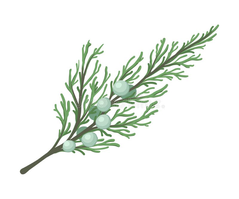 Thuja Branch with Rare Leaves. Vector Illustration. Stock Vector ...