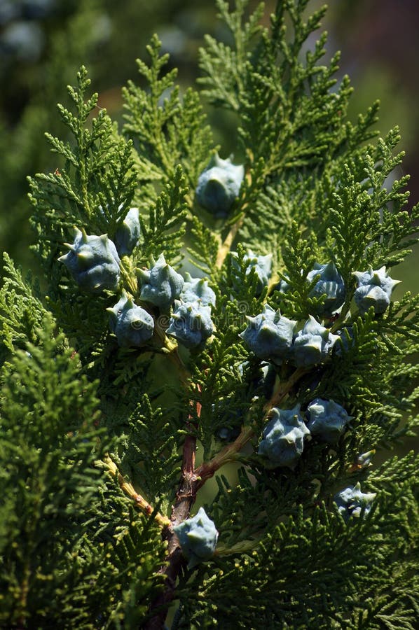 Fruits of thuya stock photo. Image of fragrant, leaf, summer - 234280