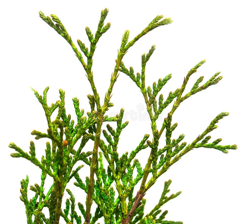 Thuja Occidentalis Tree Trunk Roots Stock Photos - Free & Royalty-Free ...