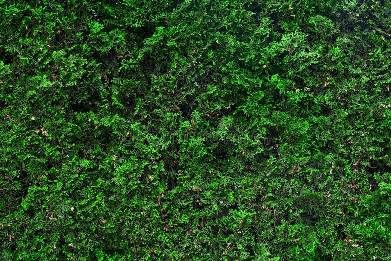 Thuja Bush As an Background for the Whole Frame. Stock Image - Image of ...