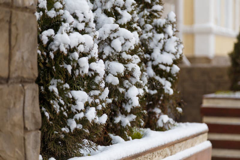Thuja Bush Covered with Snow. Spruce Tree or Shrub in Winter Stock ...