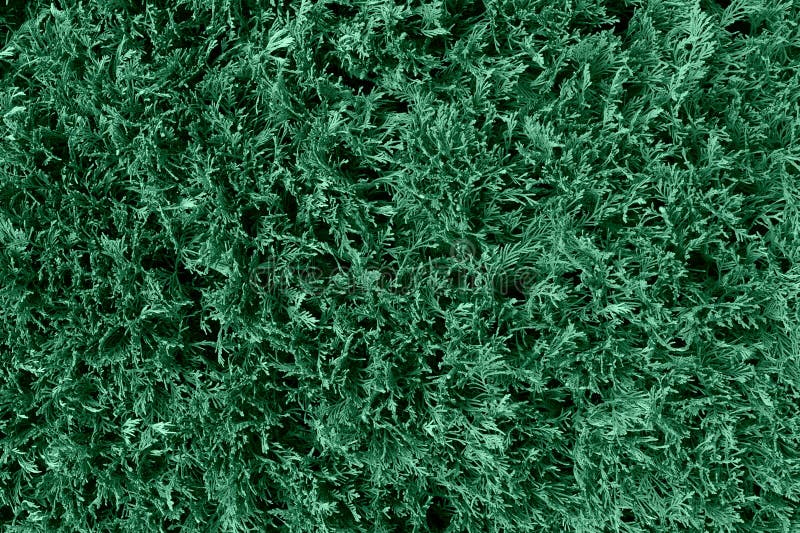 Thuja Bush Hedge. Green Plant Natural Pattern Background, Leaf Texture ...