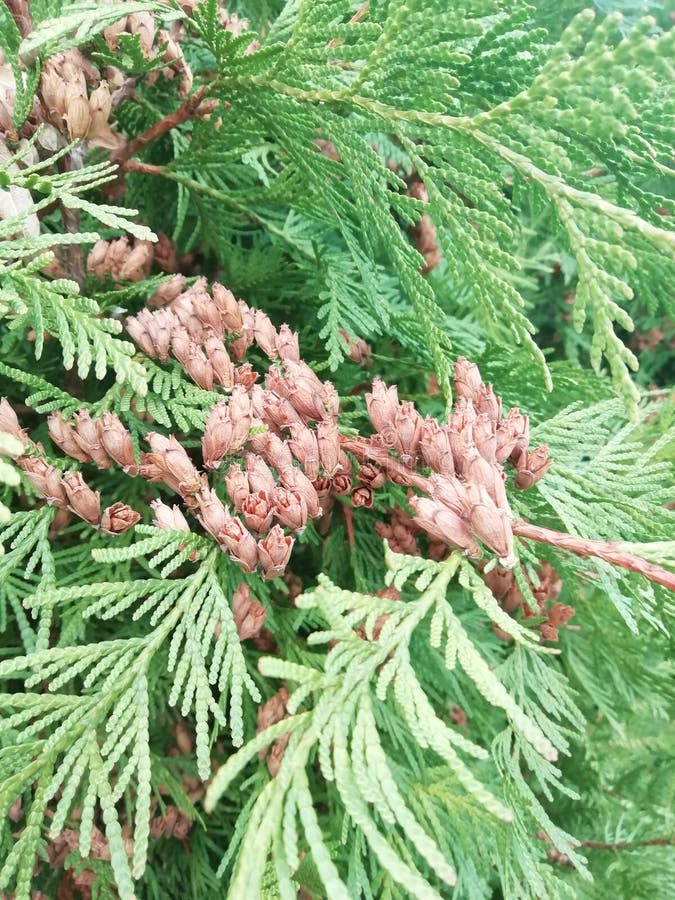 Thuja Cones, Seeds and Leaves Stock Photo - Image of beautiful ...