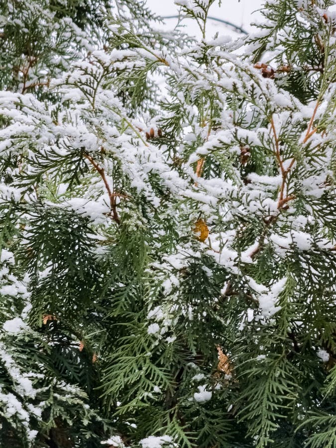 The Thuja is Covered with the First Snow. Thuja Branches in the Snow ...