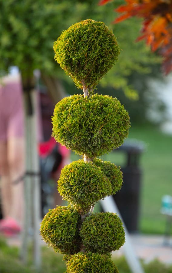 Thuja, Decorative Pruning in the Form of Balls. Stock Image - Image of ...