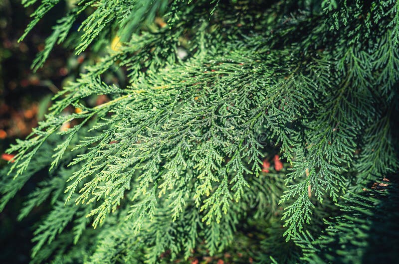 Thuja. Evergreen Coniferous Tree with Decorative Branches. Green ...