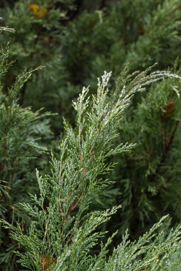 Thuja, Evergreen Tree. Texture of Thuja Leaves with Rain Drops Stock ...