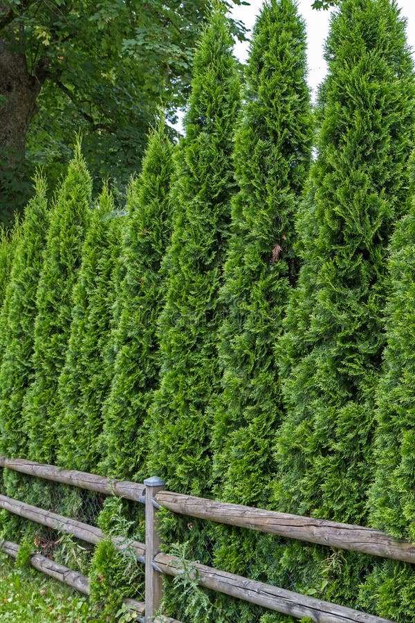 Thuja fence stock photo. Image of home, foliage, forest - 25824976