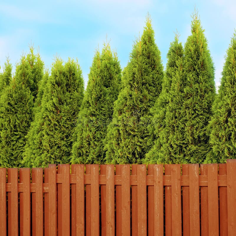 Thuja fence stock photo. Image of home, foliage, forest - 25824976