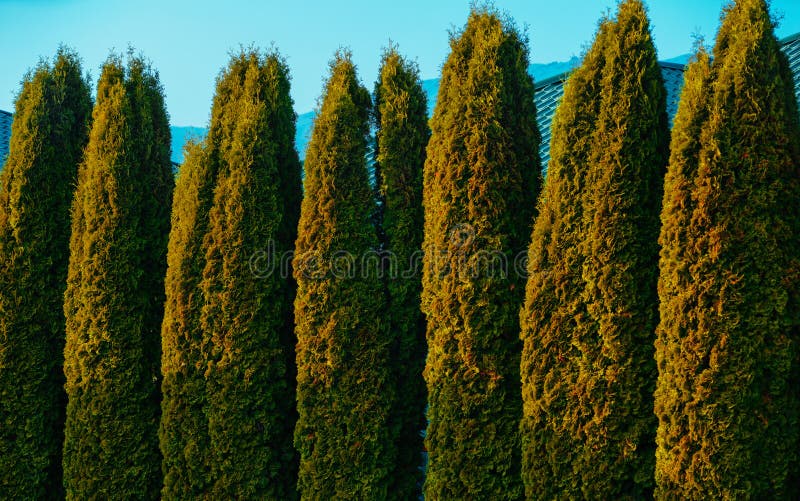 Thuja fence on town street stock image. Image of perfect - 364476281
