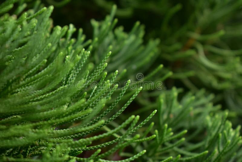 Thuja foliage stock image. Image of garden, cedar, florist - 254319181