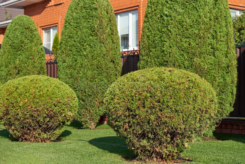 Thuja in the Form of a Ball in the Home Garden, Topiary of Conifers ...