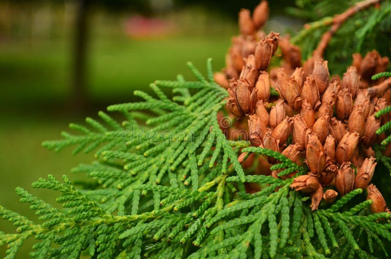 Thuja with fruit stock photo. Image of colored, element - 27094692