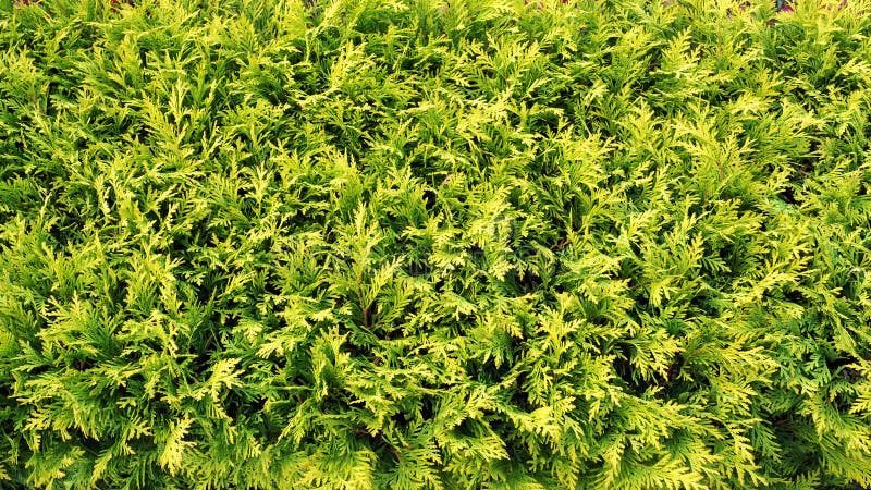 Thuja Green Branches, Top View, Banner Background Stock Photo - Image ...
